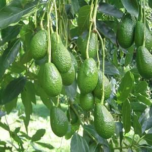 Scientific Classification of Avocado