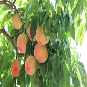 Characteristics of Peach | Peach Varieties