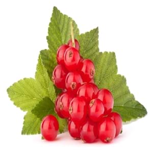 Red Currant vs Cranberry Characteristics