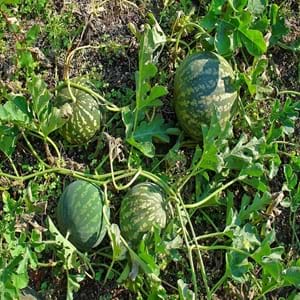 Scientific Name of Watermelon | In other Languages